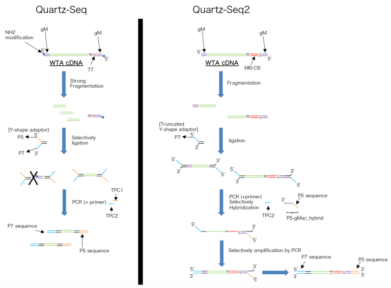 Quartz-Seq2 - Laboratory for Bioinformatics ResearchLaboratory for ... Quartz-Seq2 - Laboratory for Bioinformatics ResearchLaboratory for ...